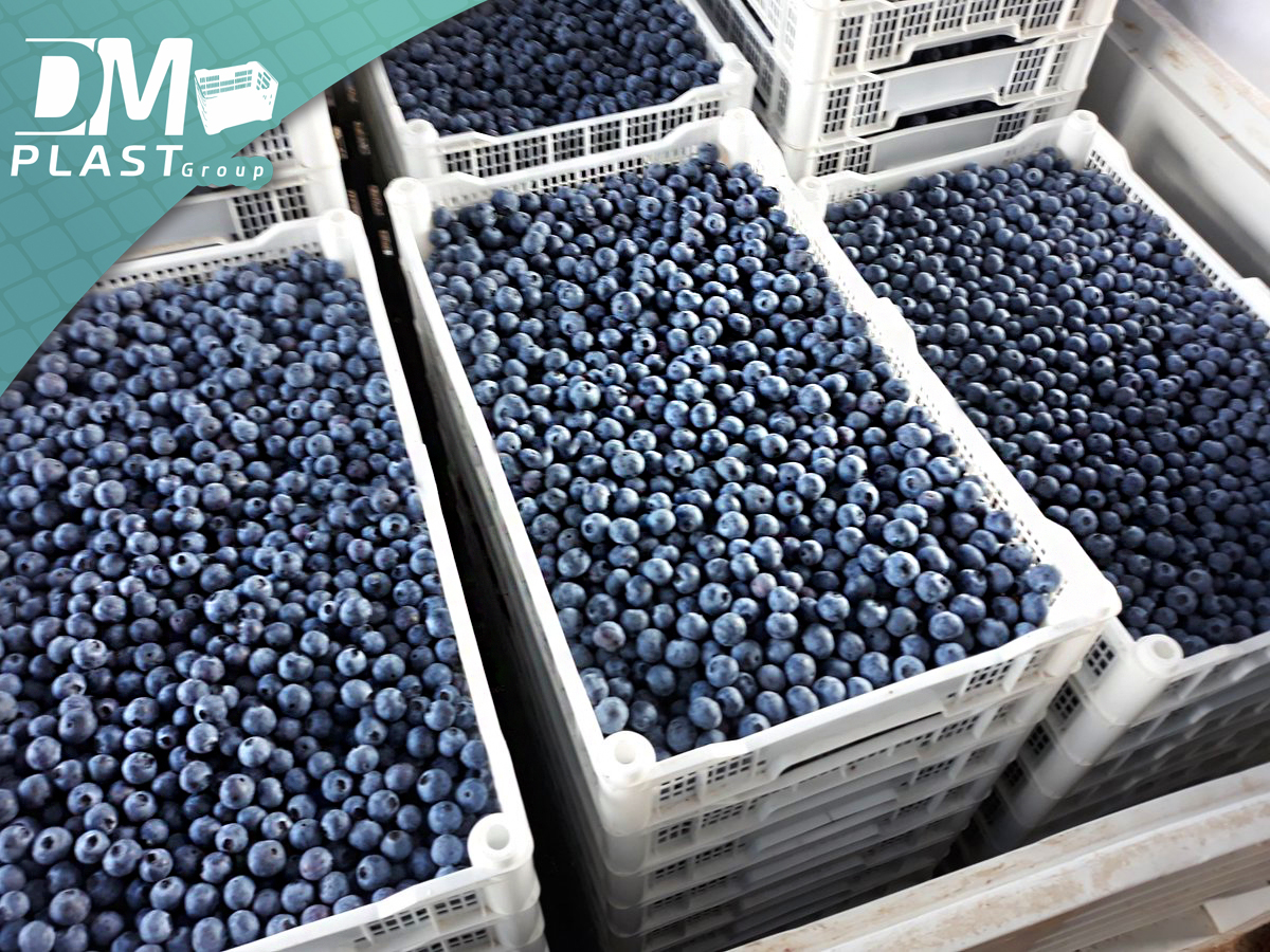 Cultivo de Arándano y Transporte en Caja Lima - DM Plast