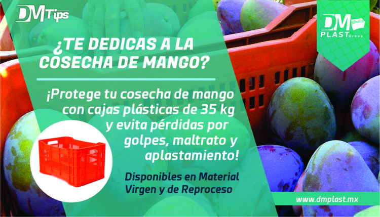 caja para mango archivos - DM Plast