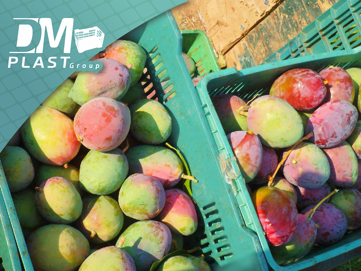 caja para mango archivos - DM Plast