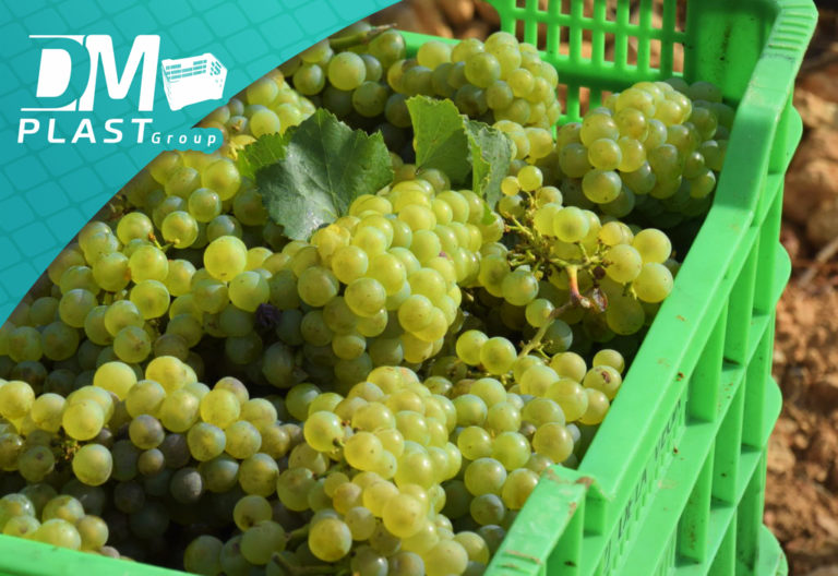 Cajas Agrícolas para Almacenamiento y Traslado de Uva que Ayudan a ...