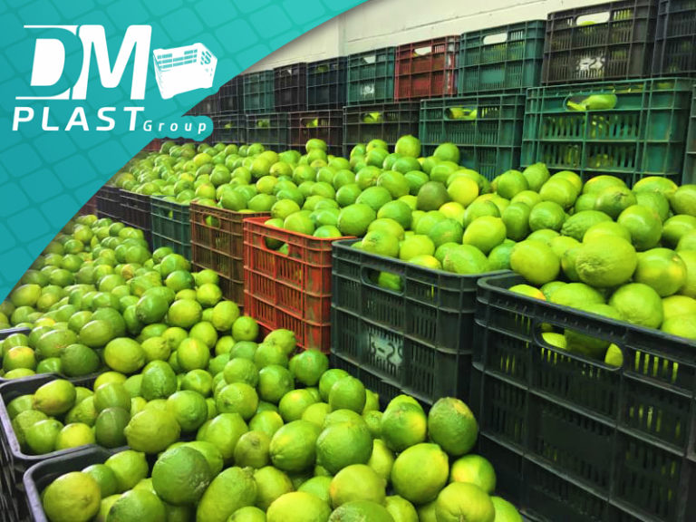 Cajas Plásticas para el traslado y almacenamiento de Limón ¡Adquiere ...