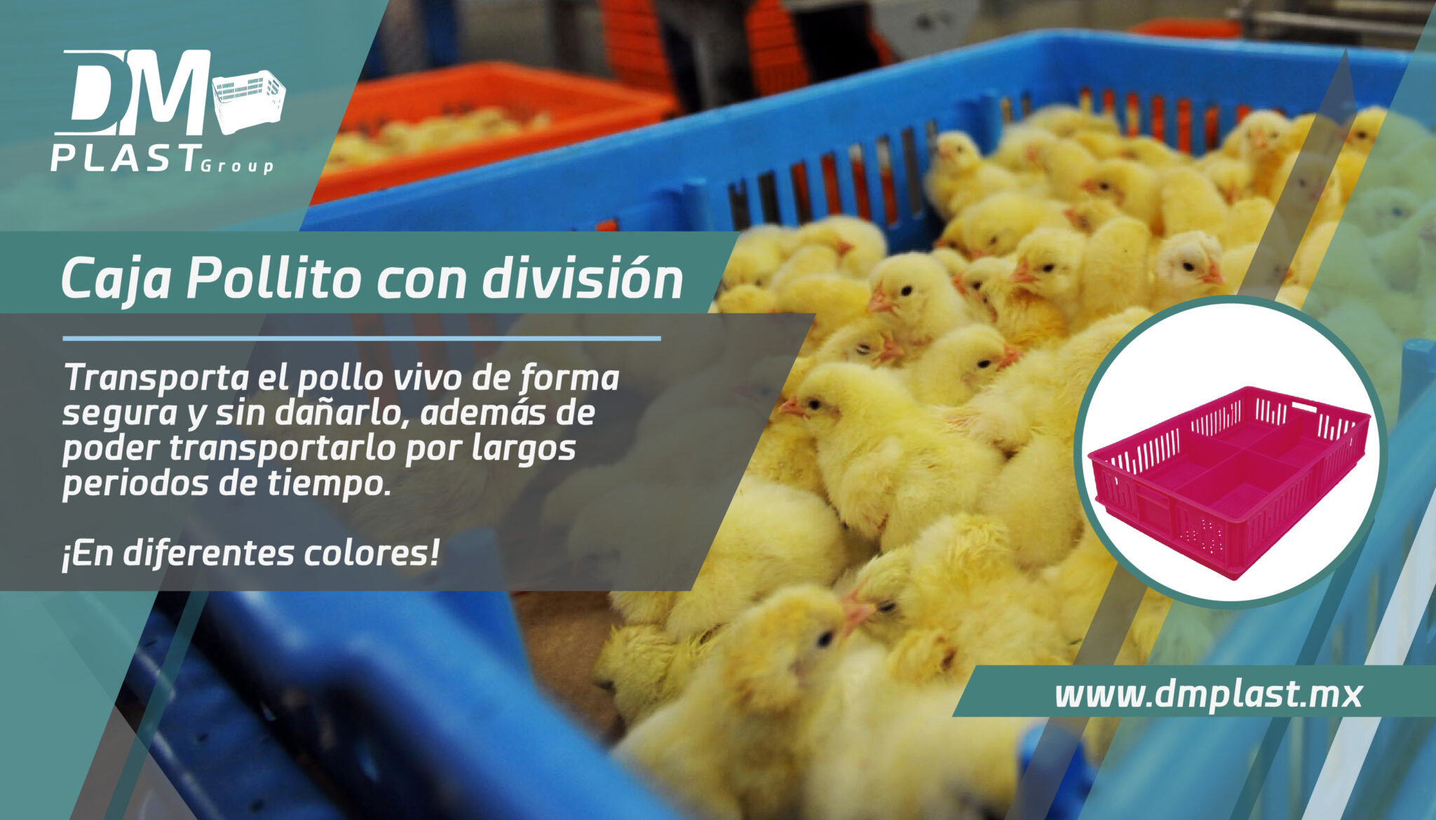 ¡Utiliza La Caja Pollito con división para transporte de pollo vivo y ...