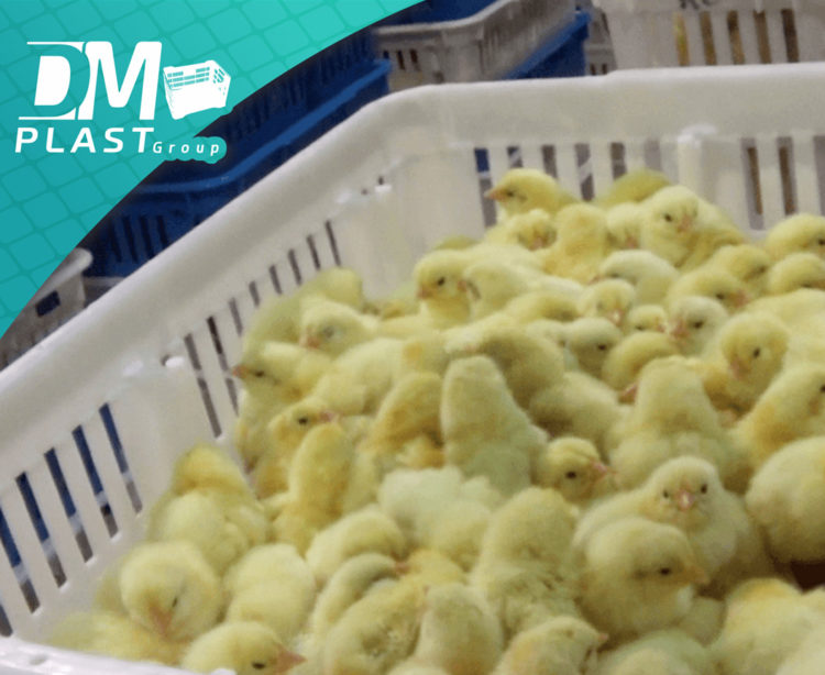 ¡Transporta el pollo vivo de manera segura con la caja pollito con y ...