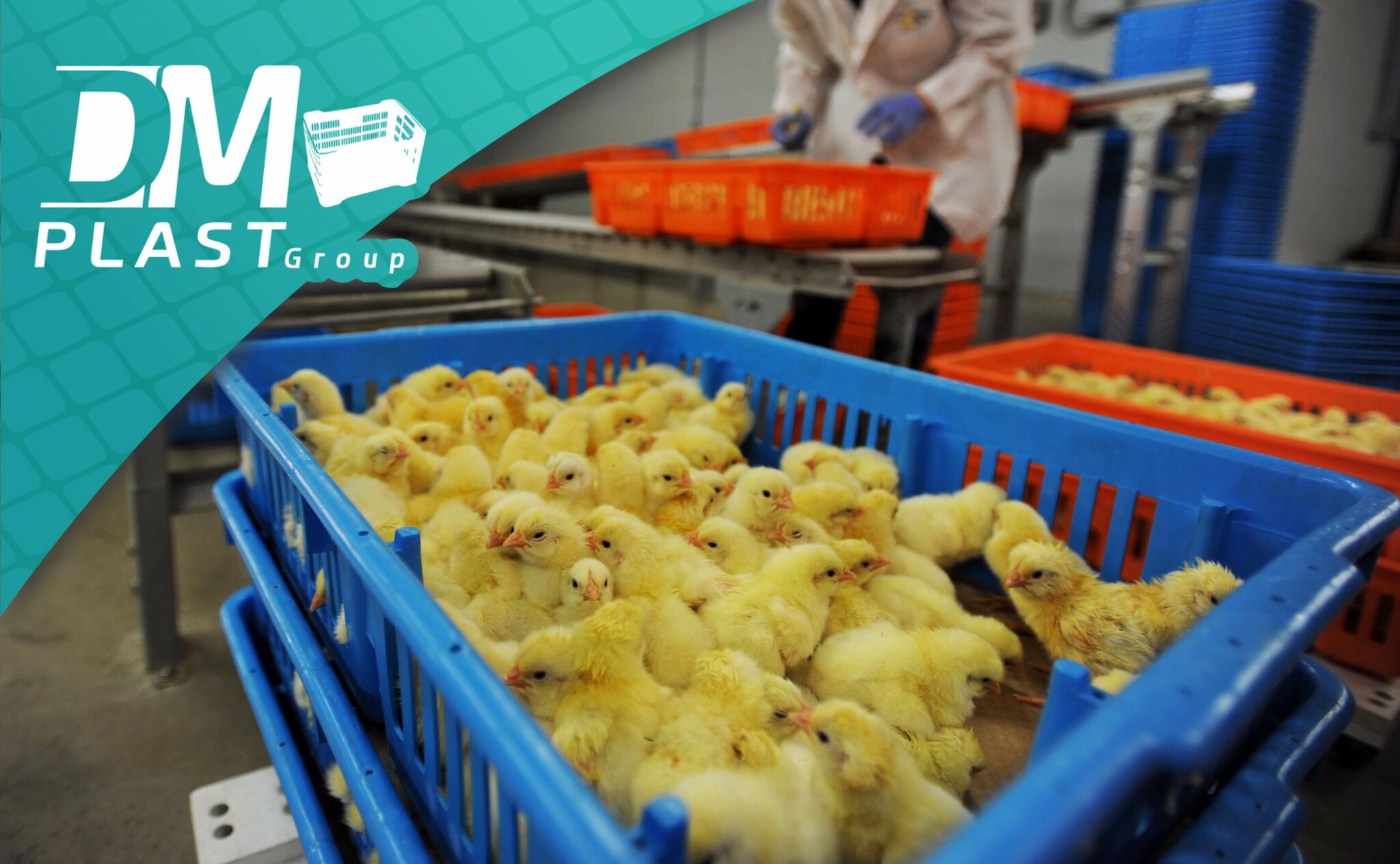 ¡Utiliza La Caja pollito sin división para transporte de pollo vivo y ...