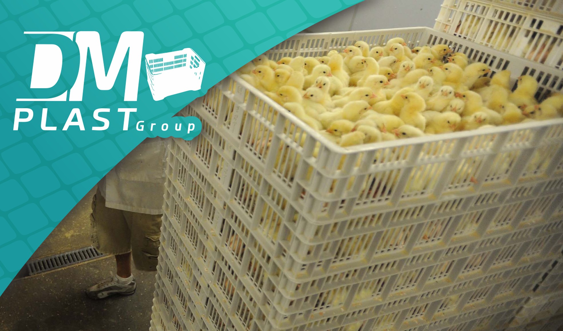 ¡Mantén la inocuidad de tu producto aviícola con la Caja pollito!