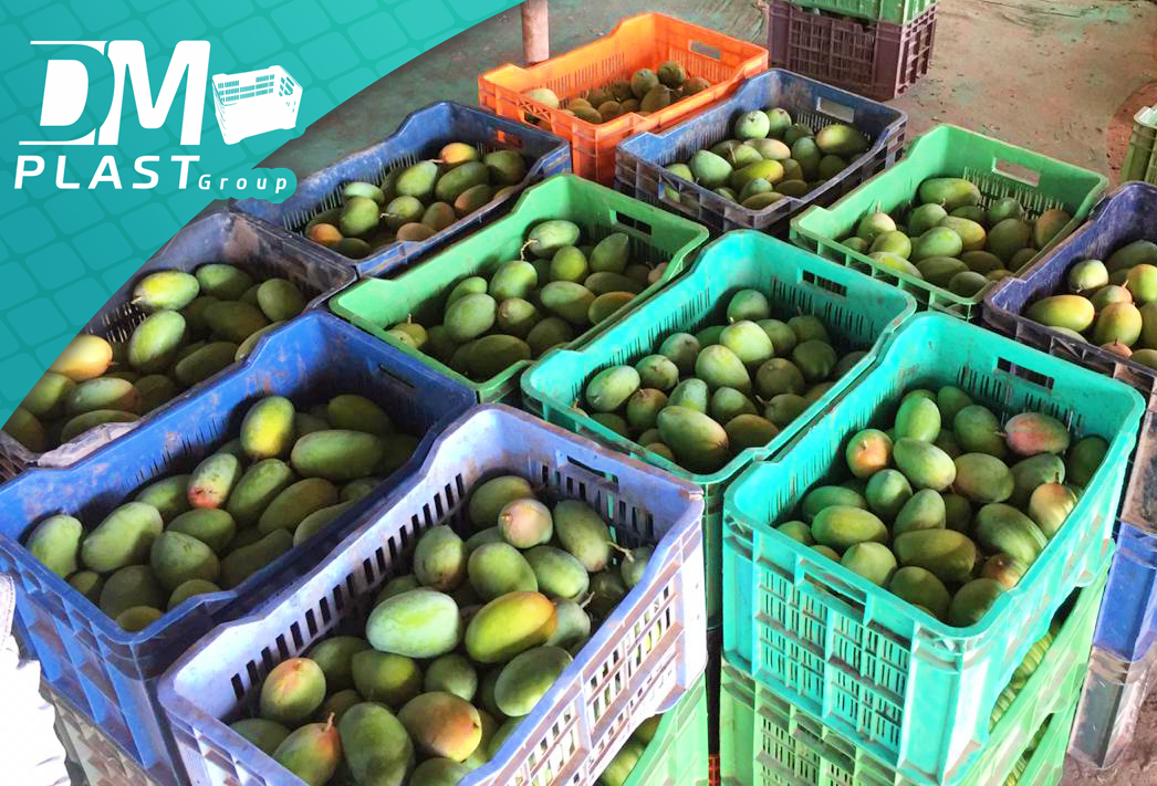 ¿Necesitas transportar mango? ¡Conoce las 3 cajas plásticas que te ...