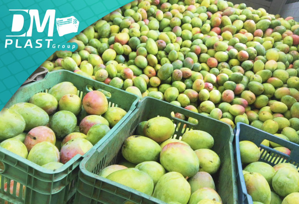 caja para mango archivos - DM Plast