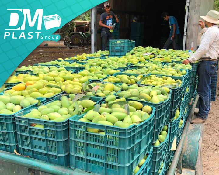 ¿Necesitas transportar mango? ¡Conoce las 3 cajas plásticas que te ...