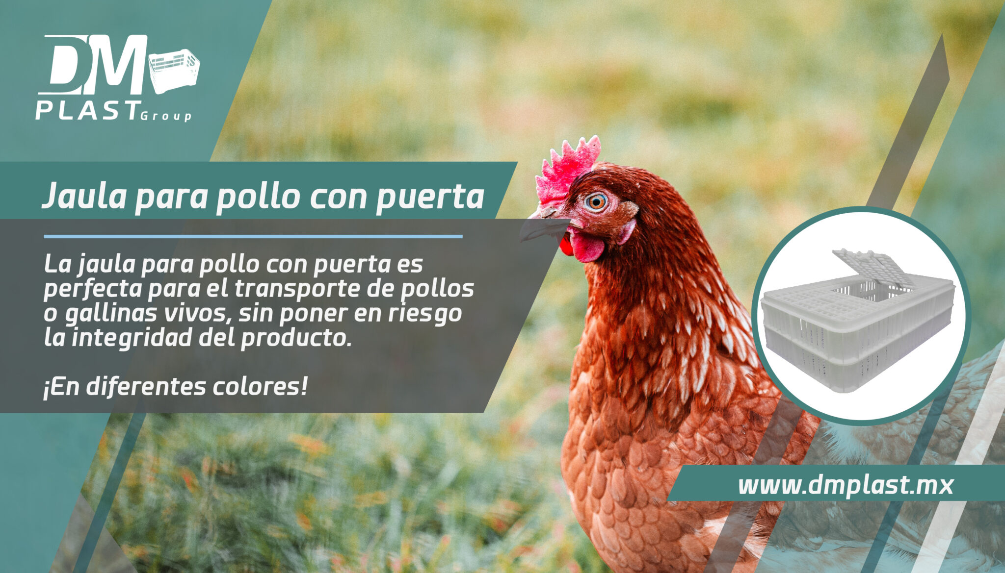 ¡Transporta de manera eficiente el pollo vivo con la Jaula plástica ...