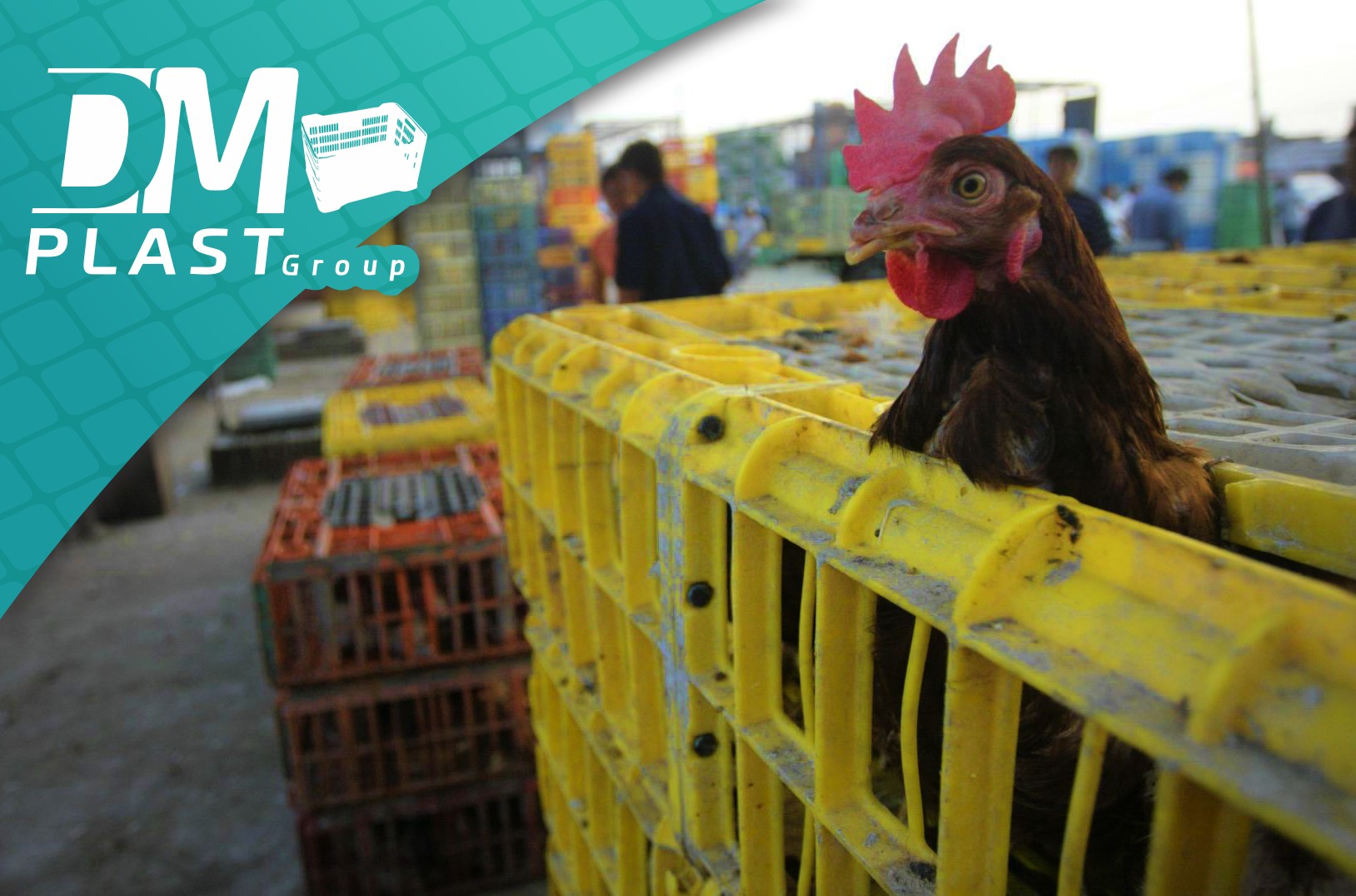 ¡Transporta de manera eficiente el pollo vivo con la Jaula plástica ...
