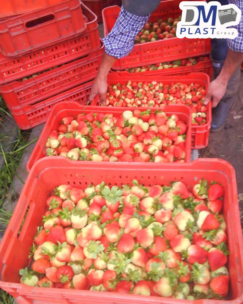 Caja Mil Usos para Fresa - DM Plast