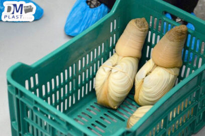 Caja para Almeja Generosa - DM Plast