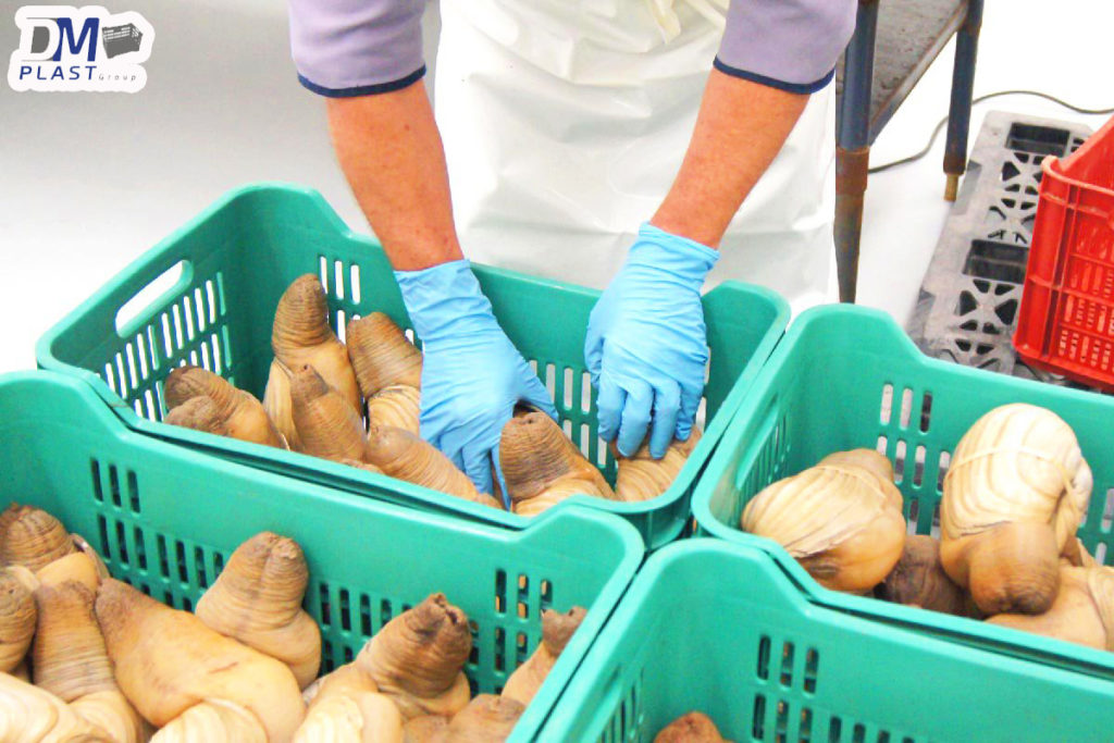 caja andrea para almeja generosa archivos - DM Plast