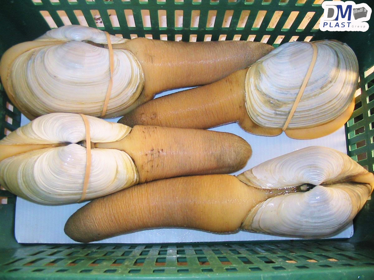 ¿Conoces la Almeja Generosa? - DM Plast