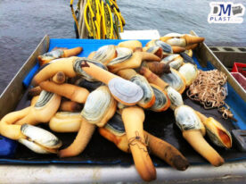 ¿Conoces la Almeja Generosa? - DM Plast