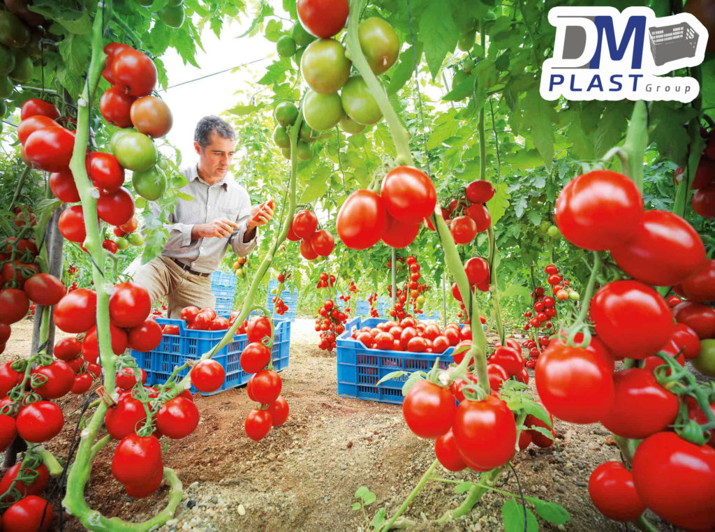 Producción de Jitomate - DM Plast