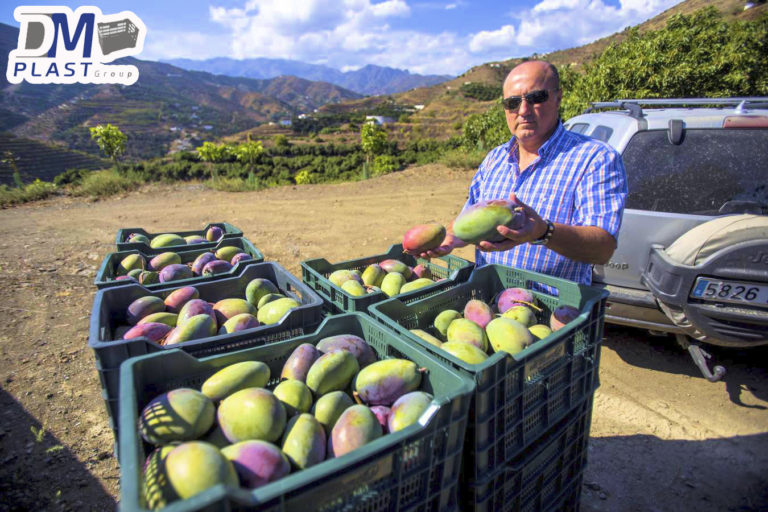 Producción de Mango en México - DM Plast