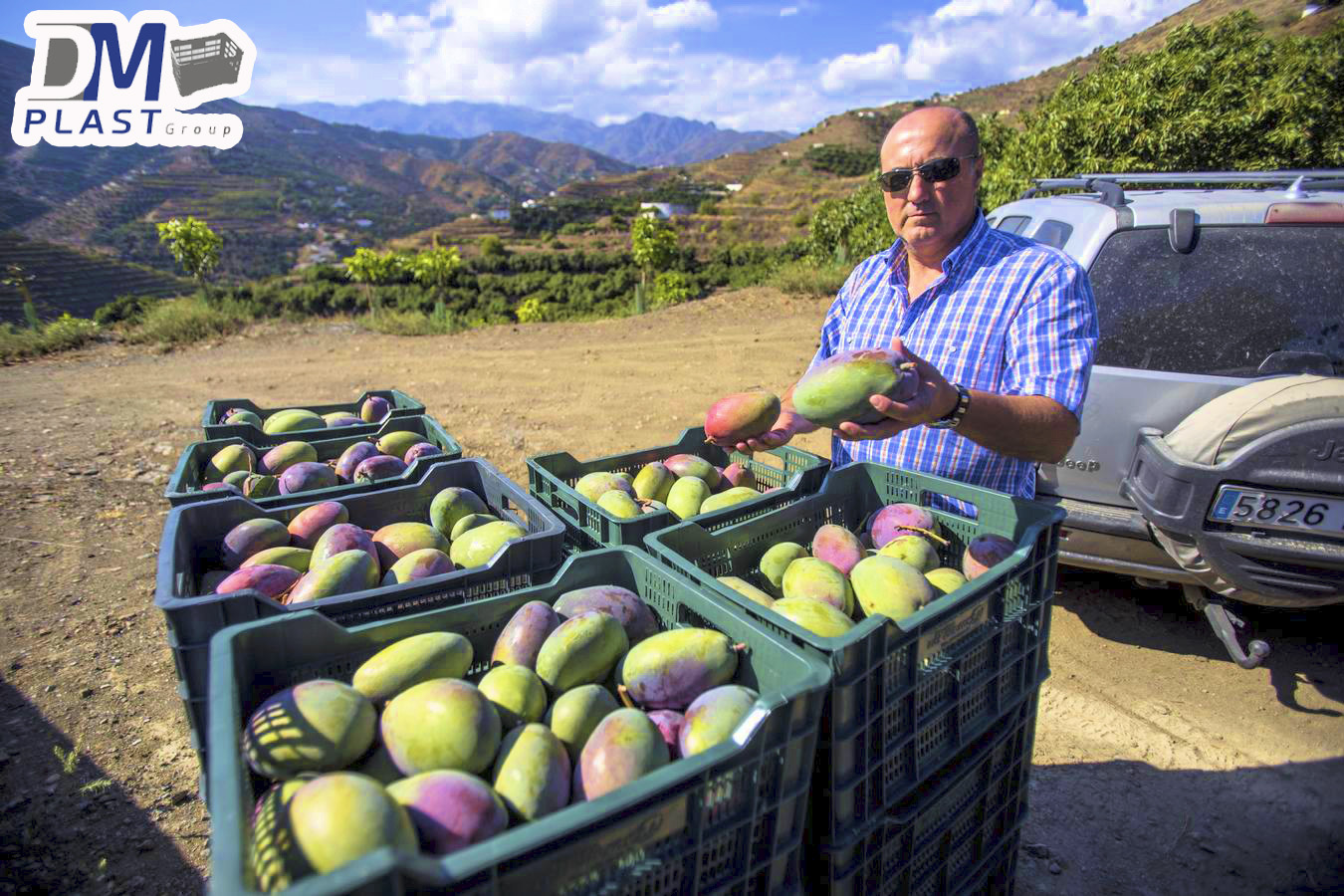produccion de mango en mexico archivos - DM Plast