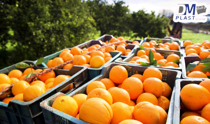 Caja María para Recolectar Naranja - DM Plast