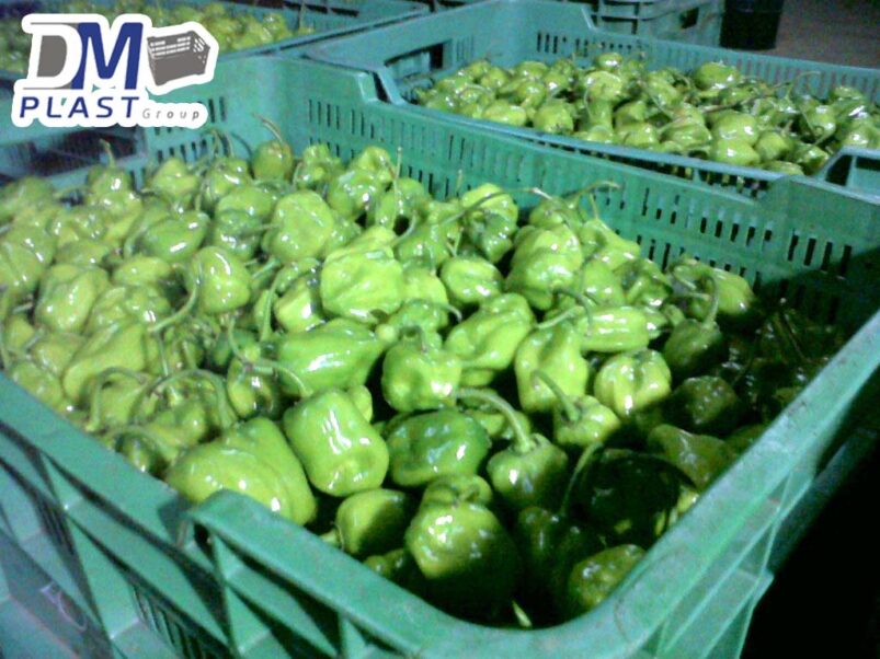 Caja para Chile Verde Walterino - DM Plast