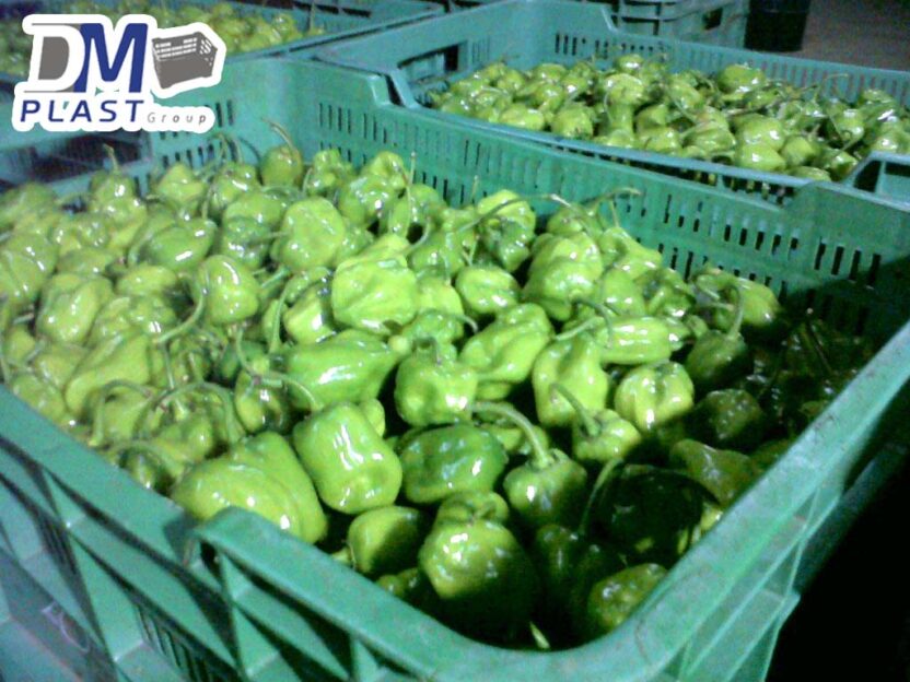 Jaba para chile verde archivos - DM Plast