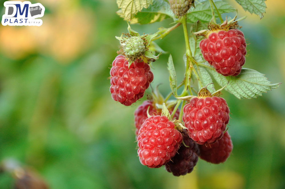 Frambuesa en Mexico - DM Plast
