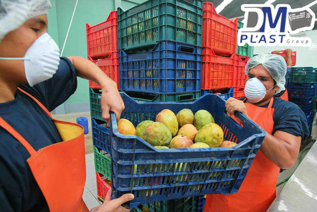 Problemas en el manejo Post Cosecha del Mango - DM Plast