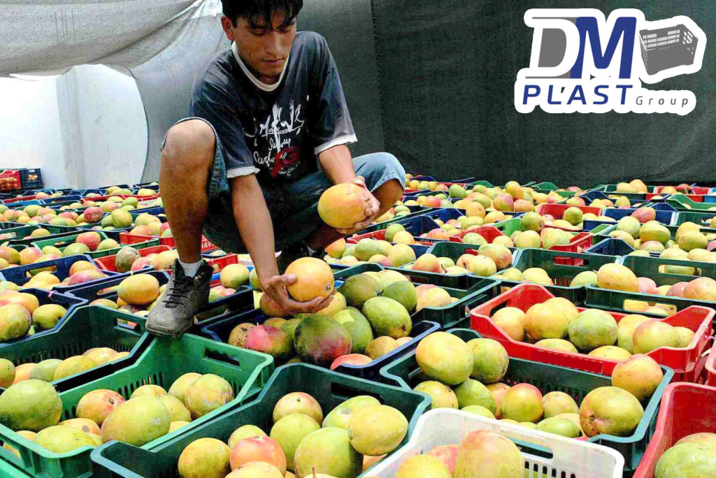 DM Plast