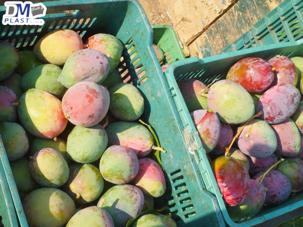 Caja Walterino de 25 kg para Mango - DM Plast