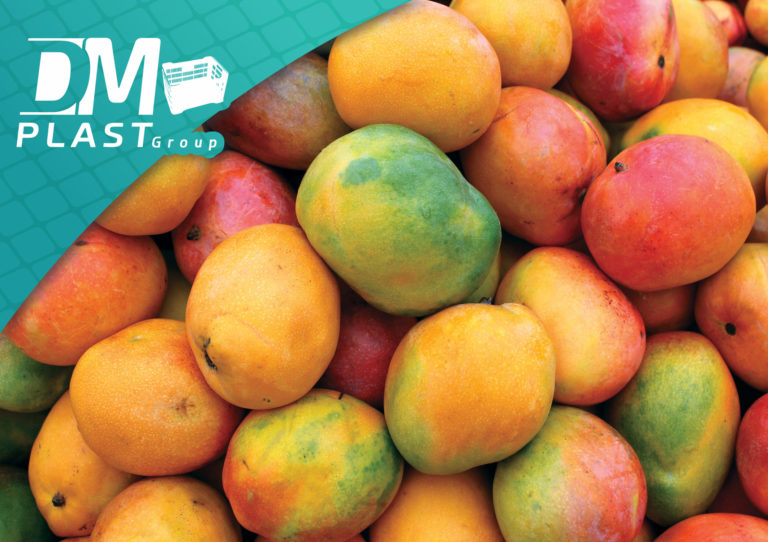 Mango en México - DM Plast
